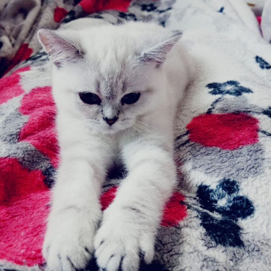 Продам котенка шотланского