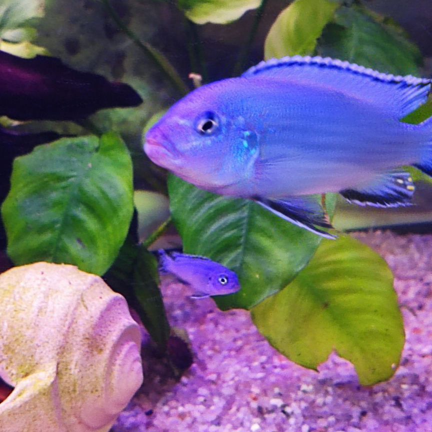 Псевдотрофеус Пиндани самцы