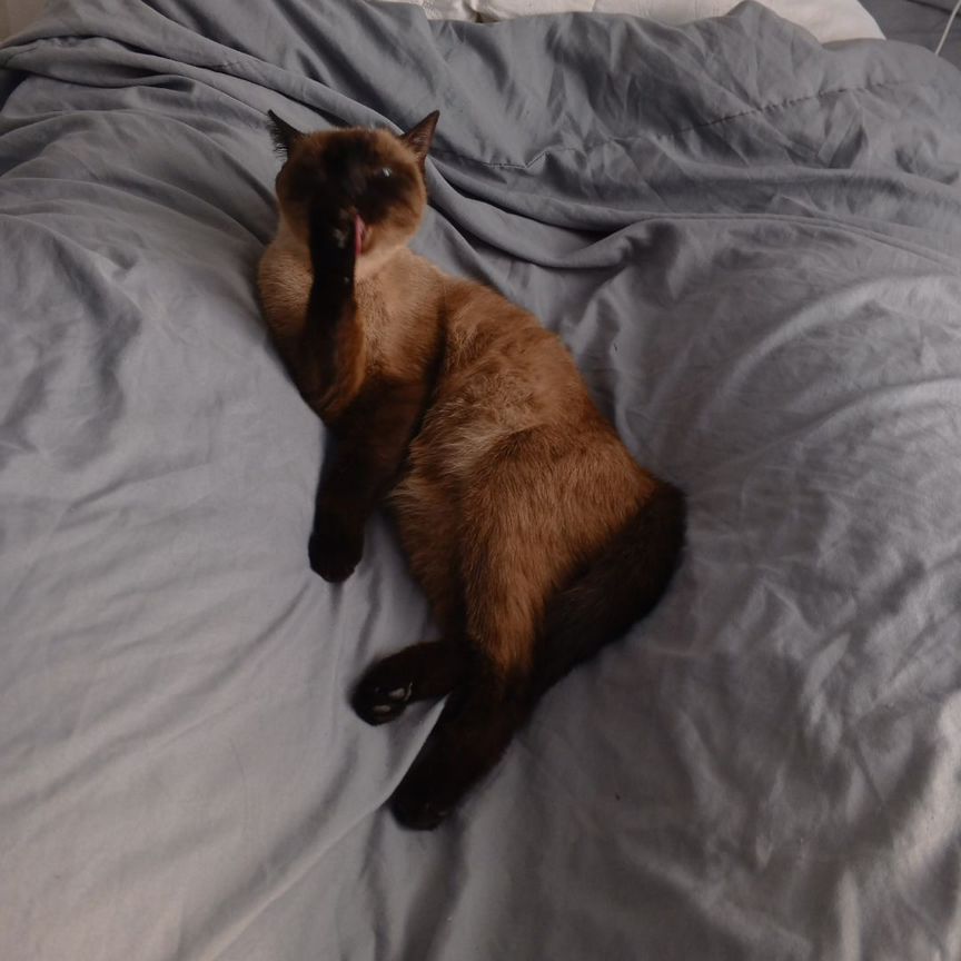 Сиамская кошечка