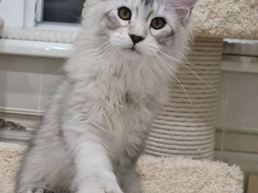 Котенок мальчик мейнкун полидакт 77х77
