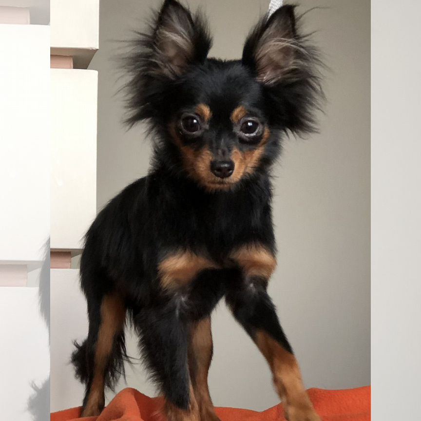 Русский той-терьер, щенок