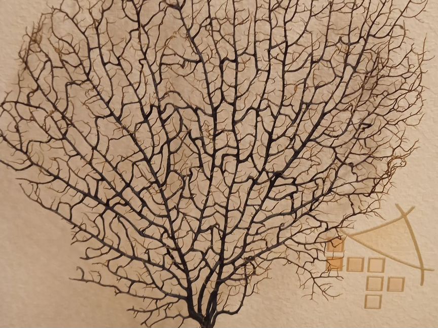 Коралл черный Горгонария