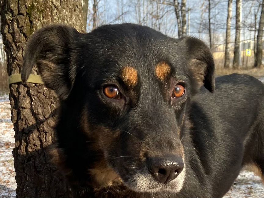 Собака в добрые руки бесплатно ищет дом из приюта