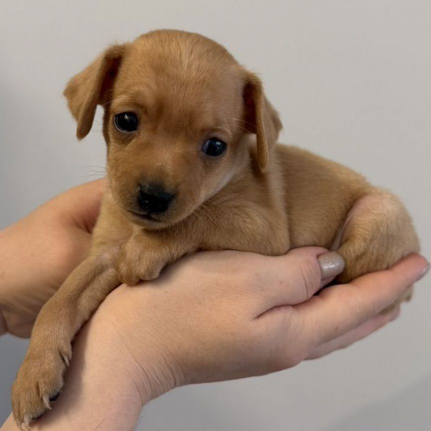 Русский той-терьер, щенок