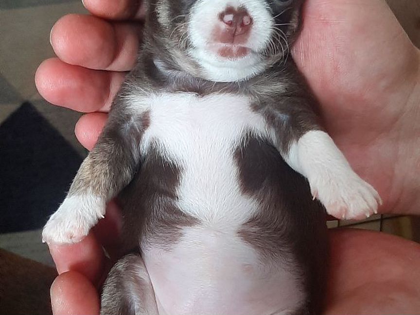 Щенки чихуахуа девочки