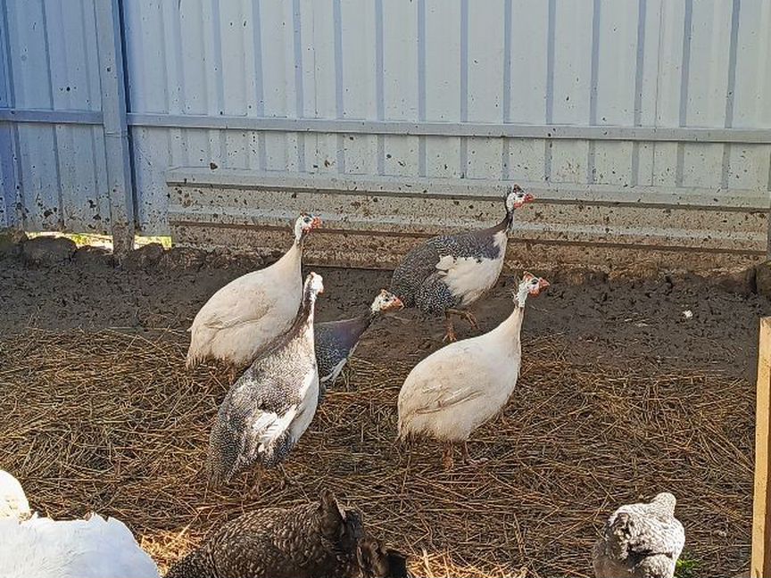 Самцы цесарок