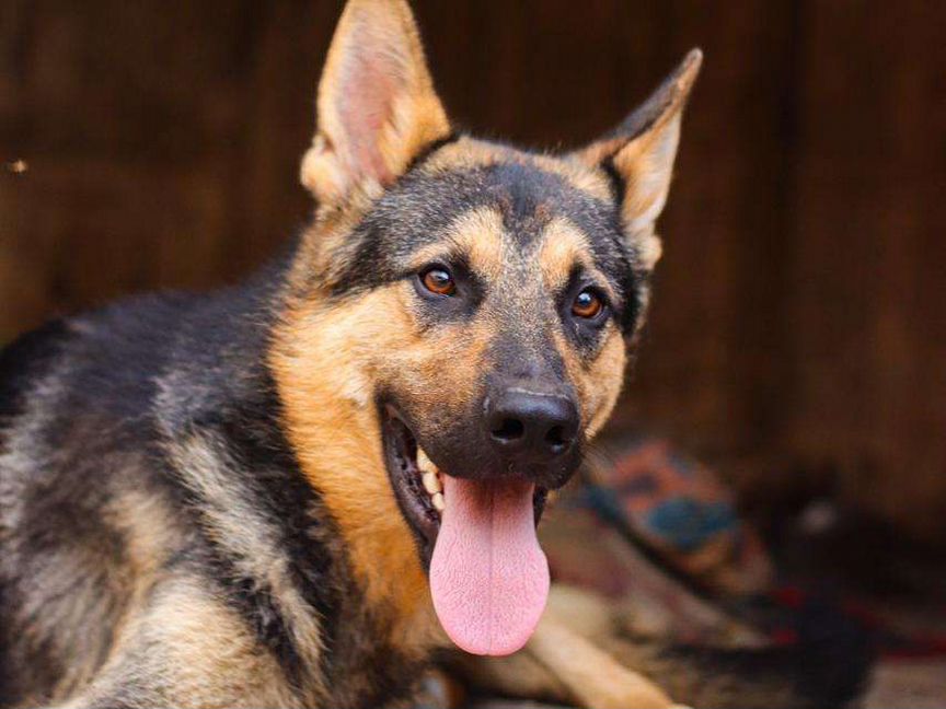 Молодой трехлапый песик ищет хозяина и друга