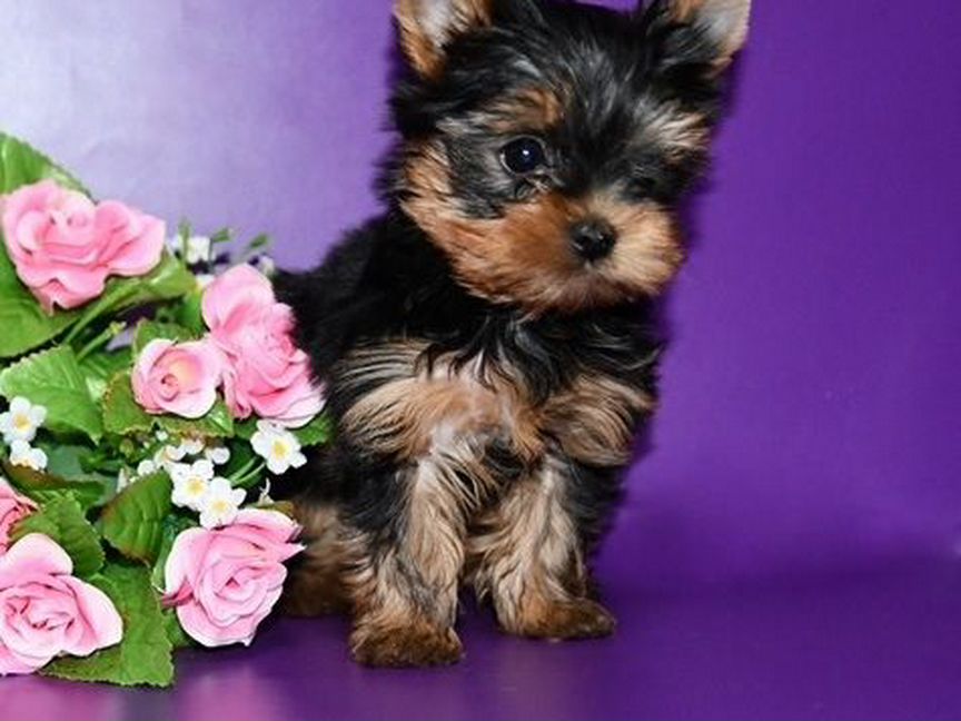 Девочка мини йоркширский терьер