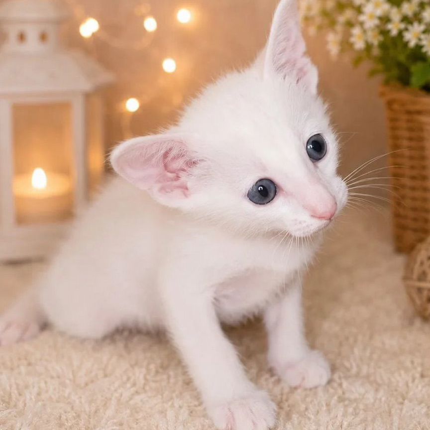 Ориентальный котёнок