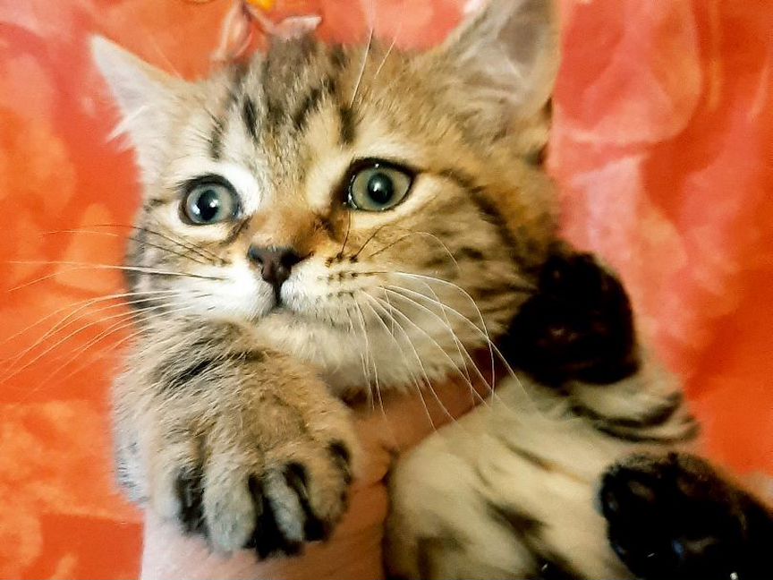 Шотландская кошечка