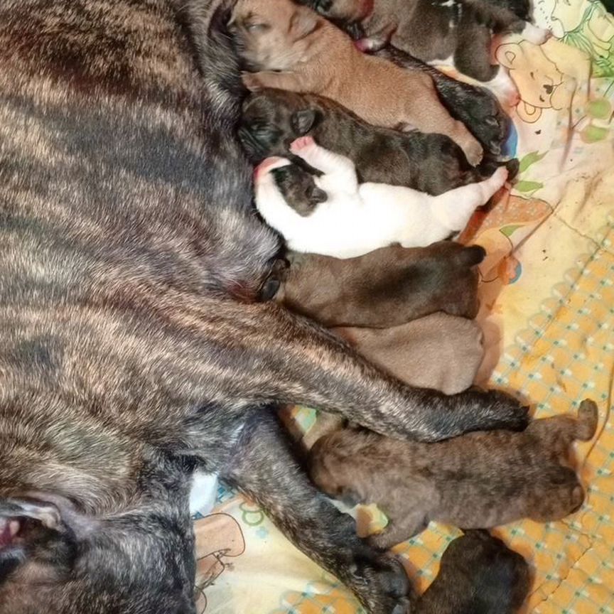 Французский бульдог