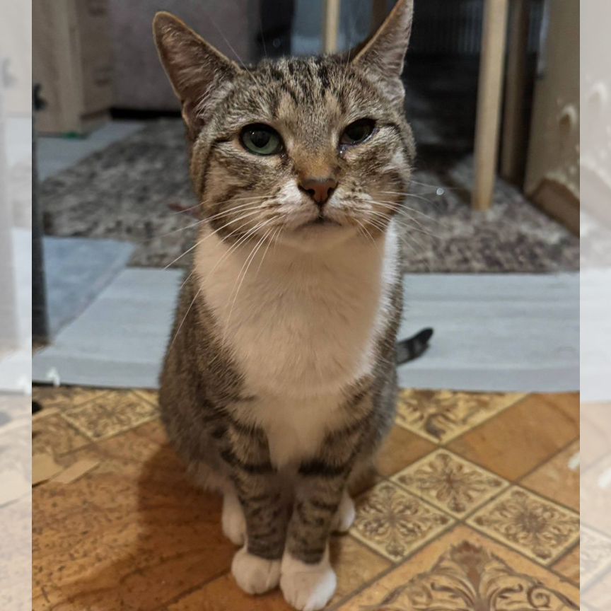 Взрослая, кошка в добрые руки