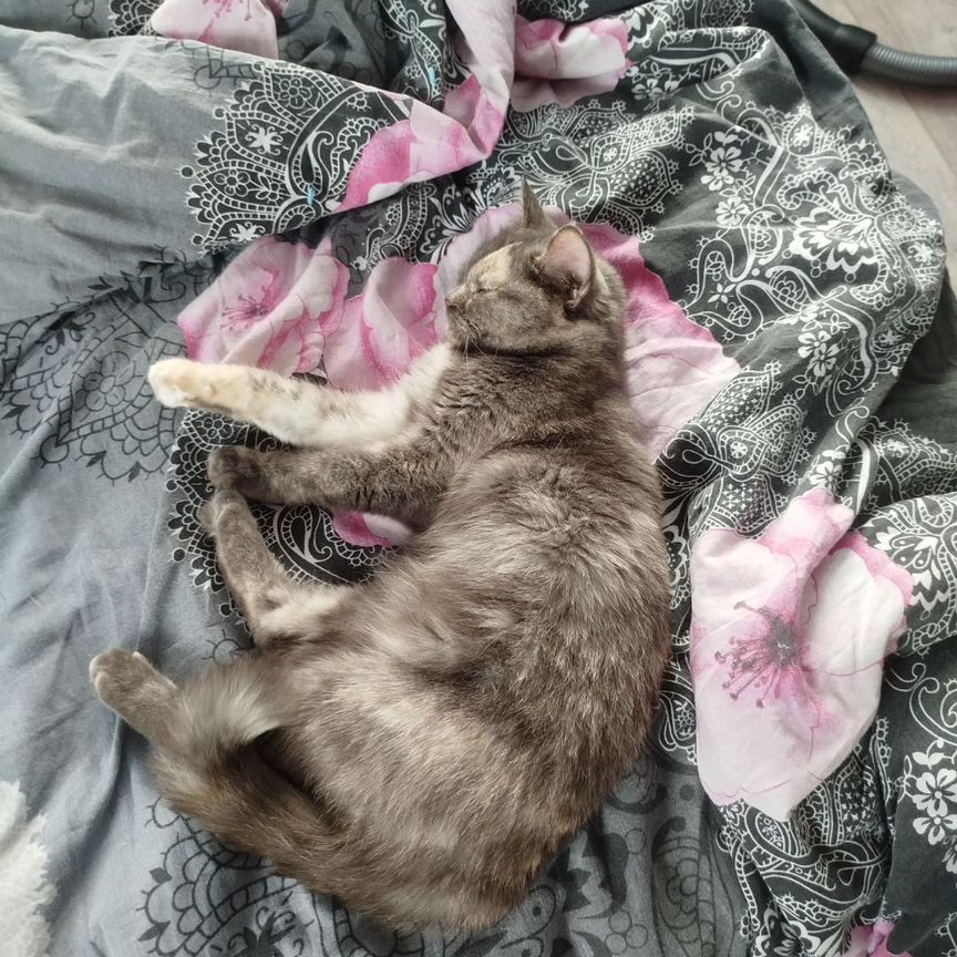 Кошка хочет котика