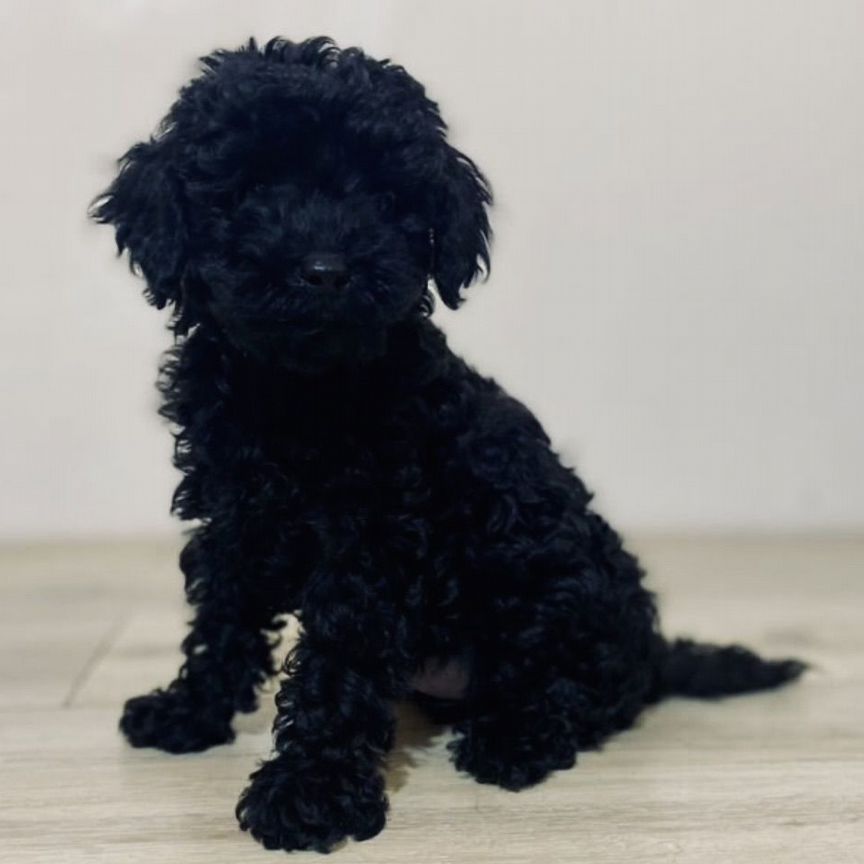 Щенки той пуделя