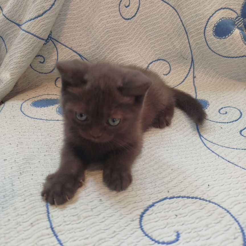 Шоколадные котята