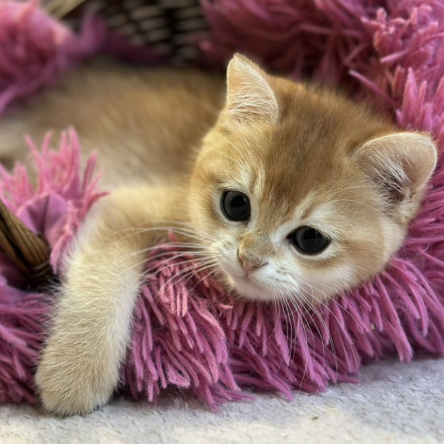 Шотландский прямоухий короткошёрстный котёнок