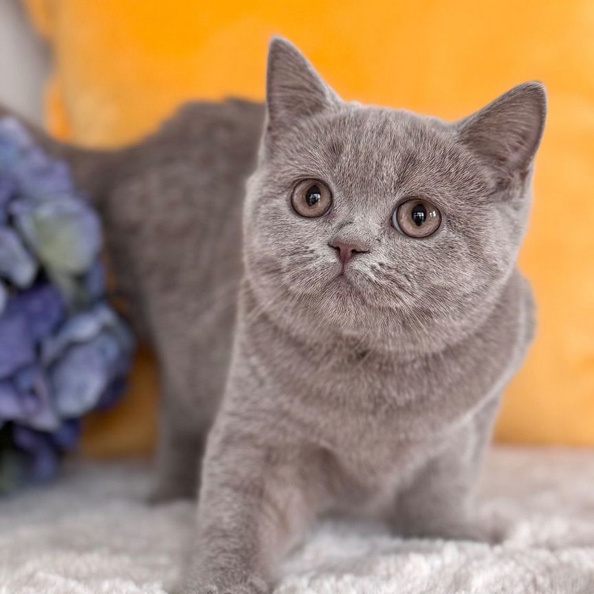 Британский короткошёрстный котёнок