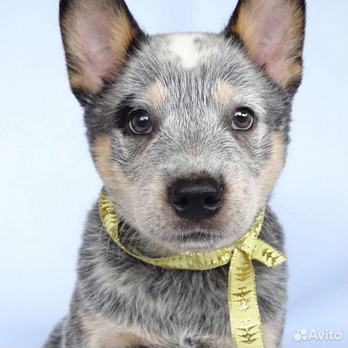 Австралийская пастушья собака (хилер)