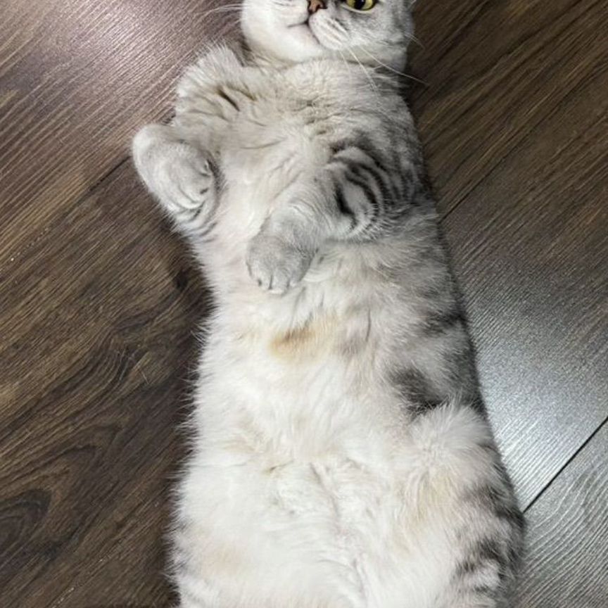 Шотланская кошка