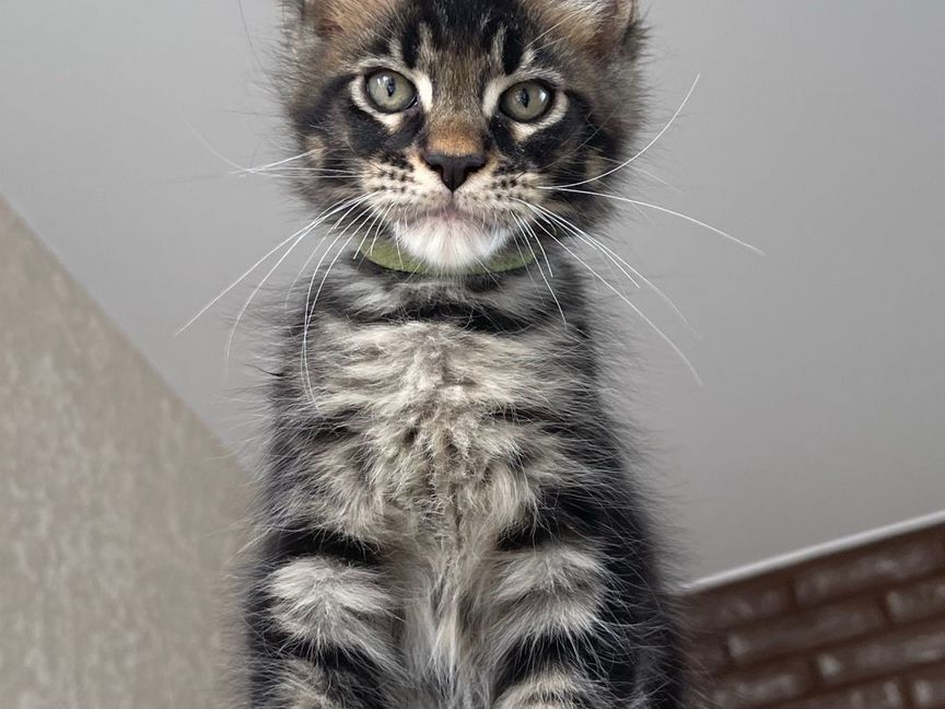 Котята мейкун
