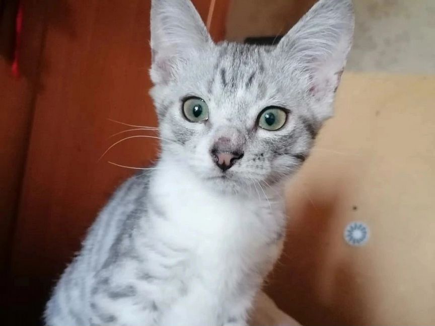 Маленький котик ищет дом в добрые руки
