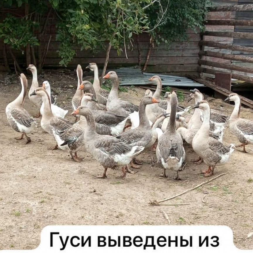 Гуси