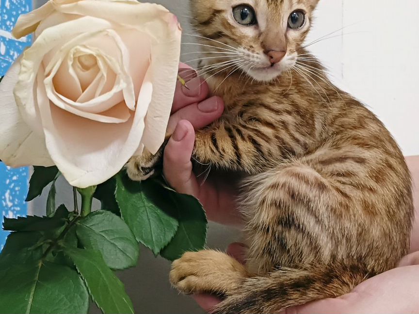 Ориентальная