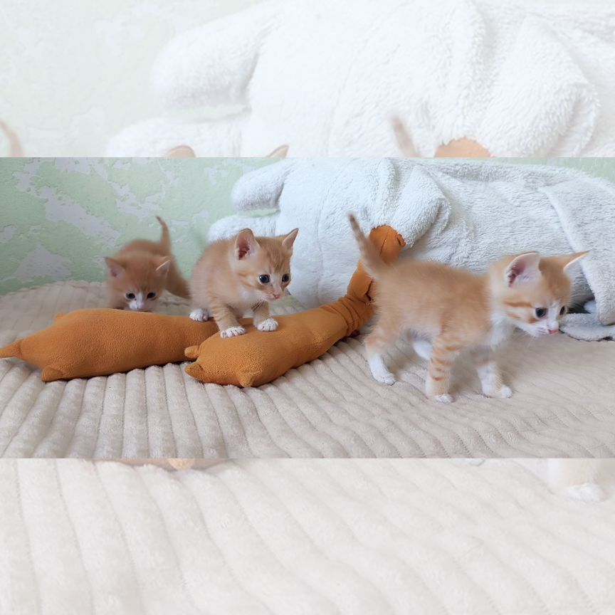 Рыженькие котики британцы