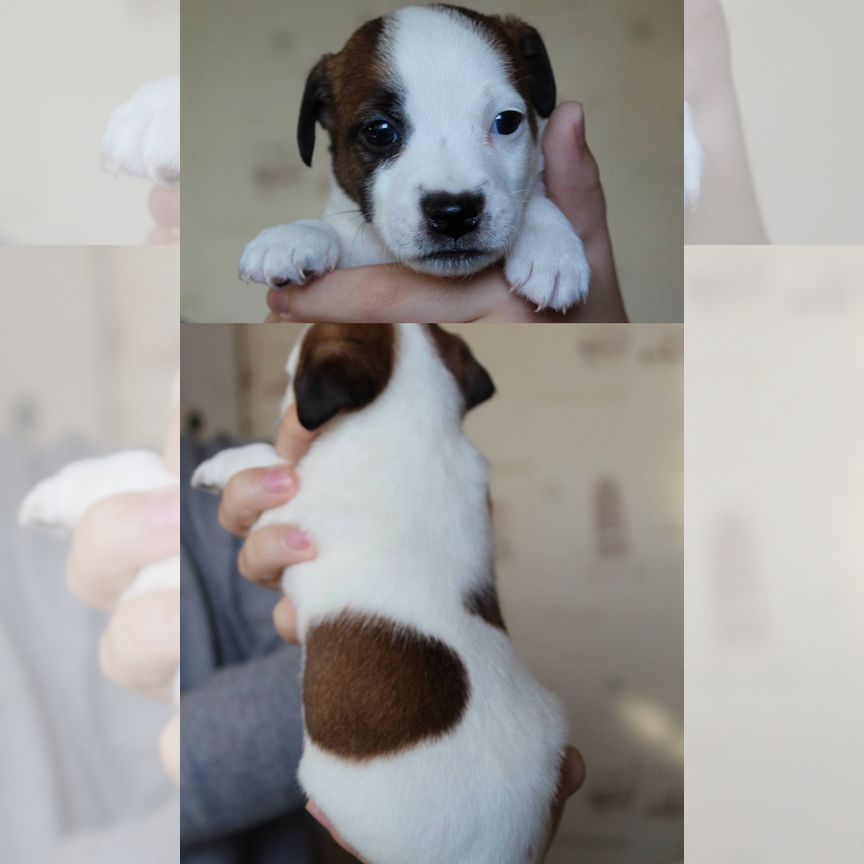 Джек-рассел-терьер, щенок