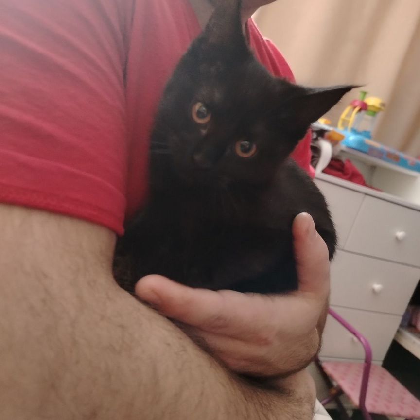 Отдам котенка мейн-кун