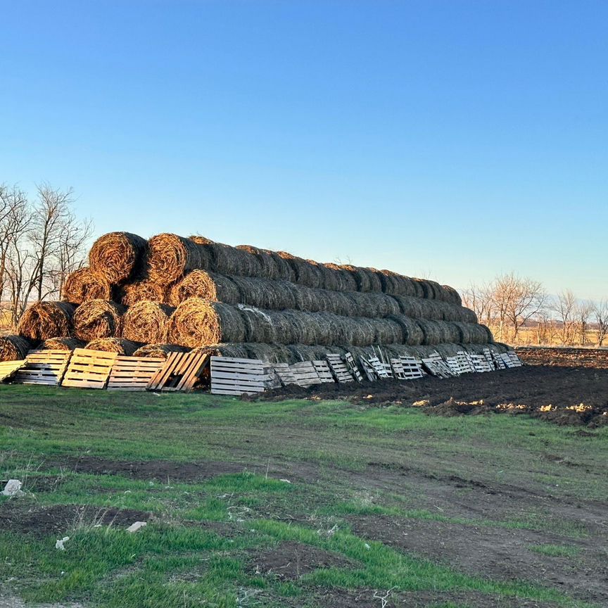 Суданка в рулонах