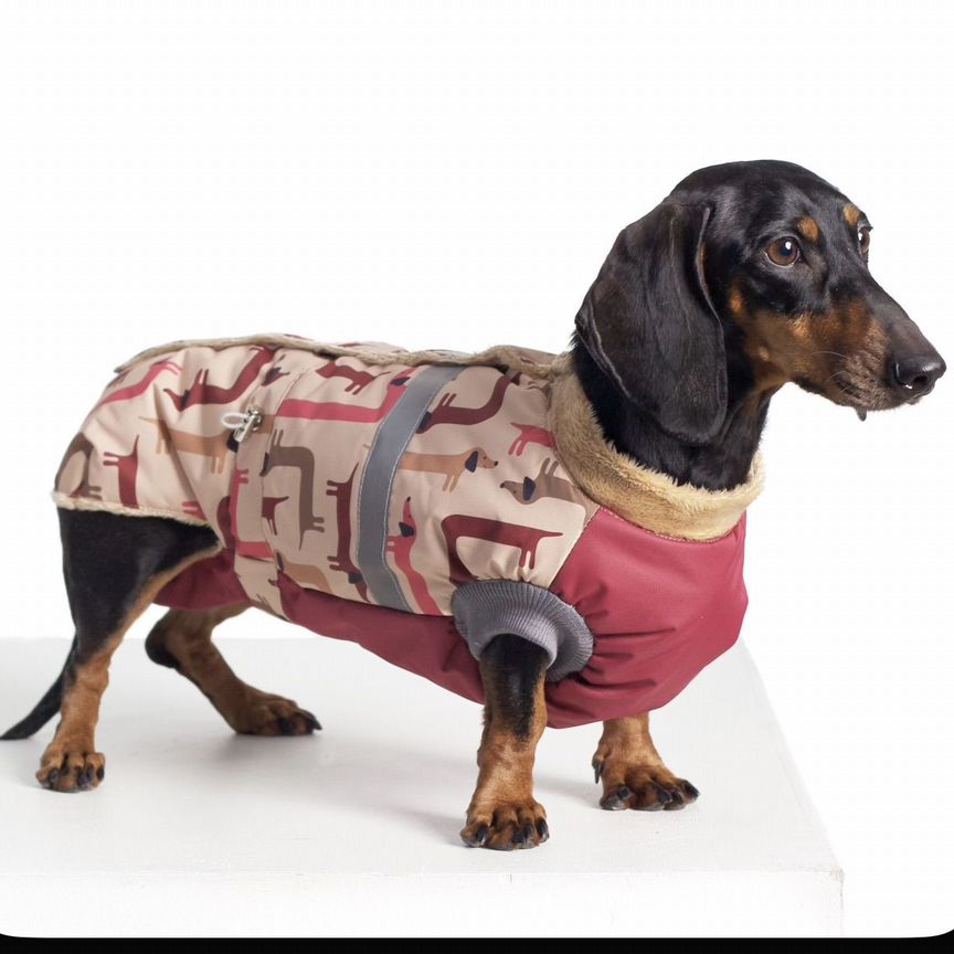 Жилет для таксы девочки