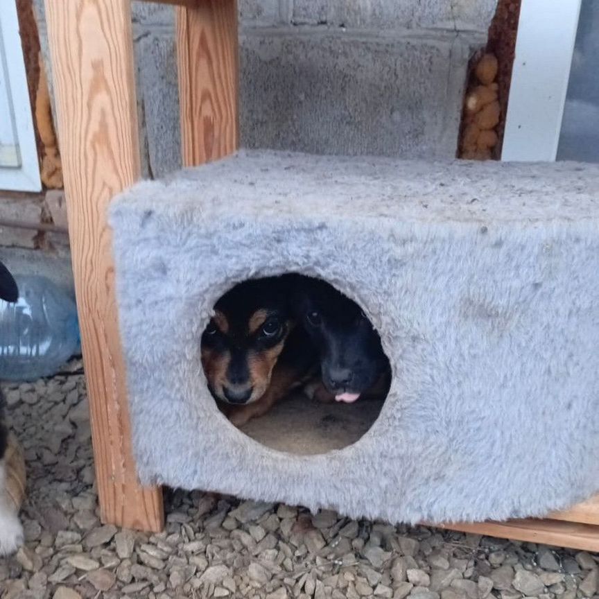 Щенки в добрые руки