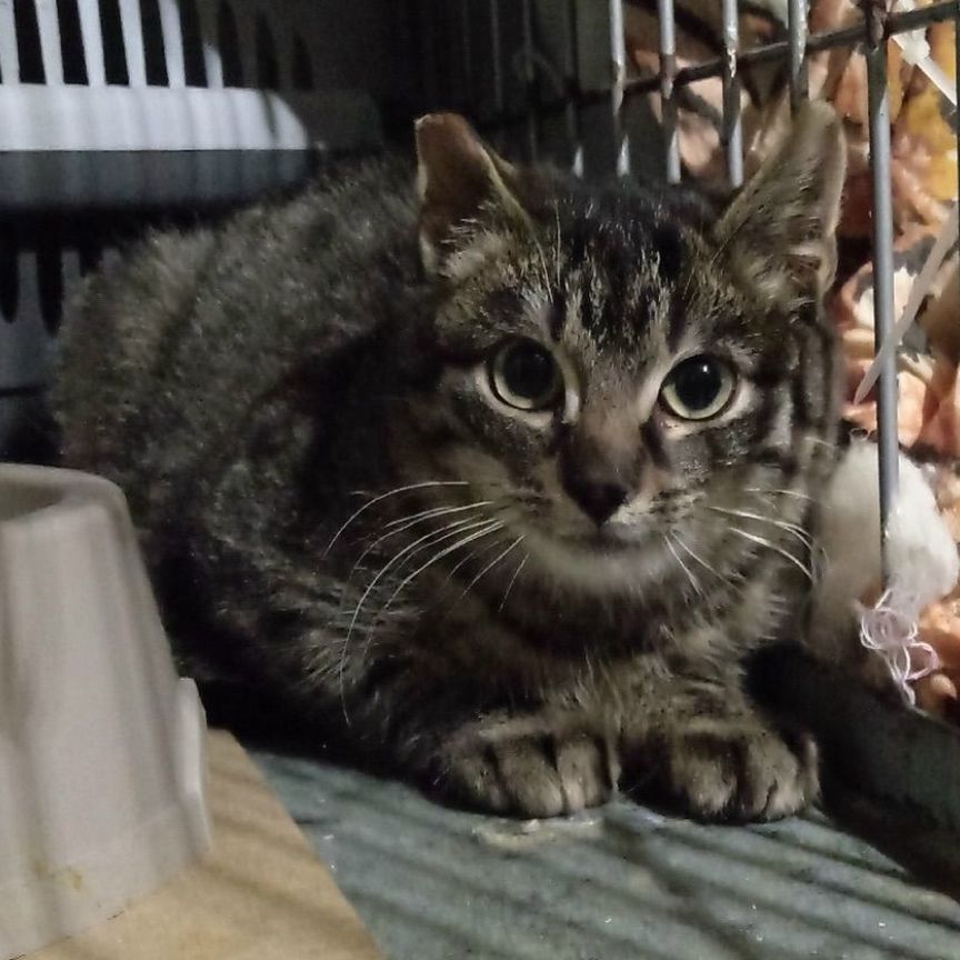 Котёнок в добрые руки