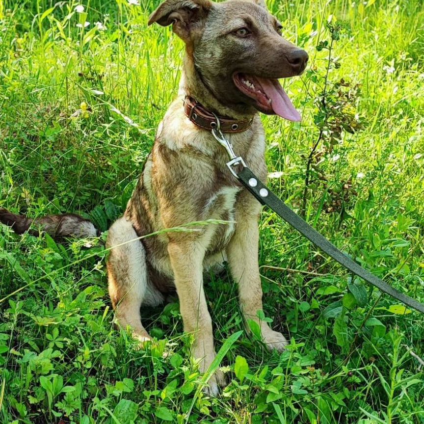 Мэгги, ищет семью