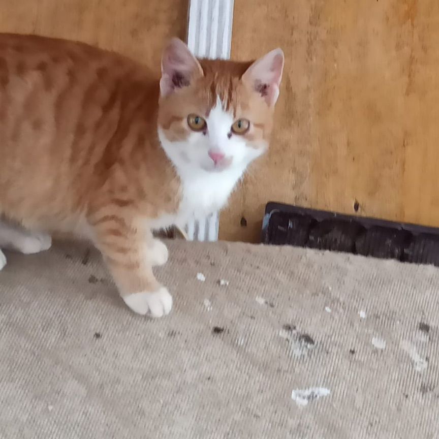 Котик в добрые руки