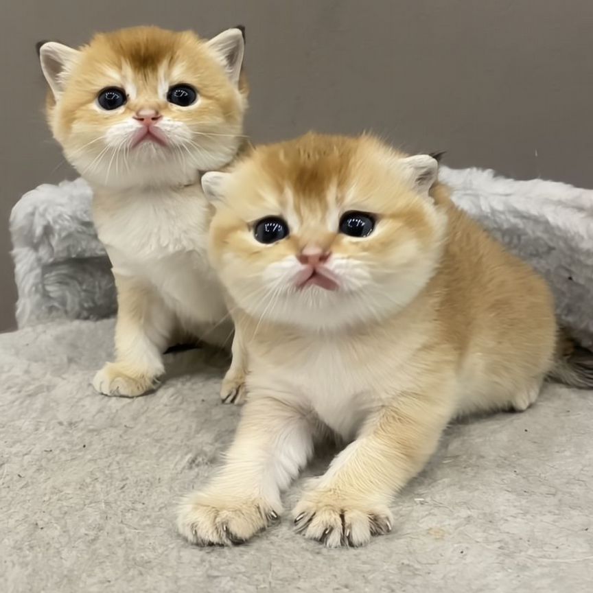 Шотландский вислоухий короткошёрстный котёнок