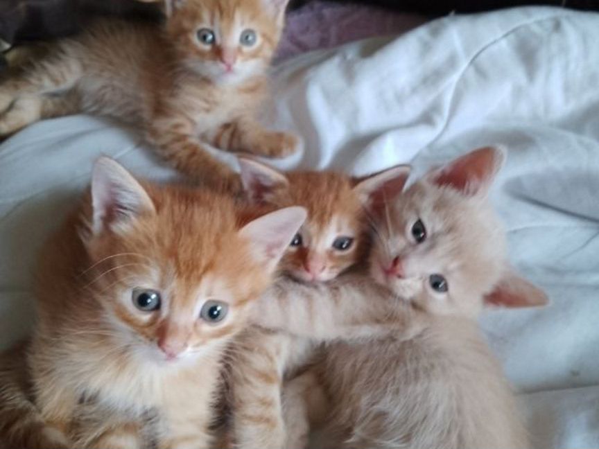 Котята - Рыжики для счастья