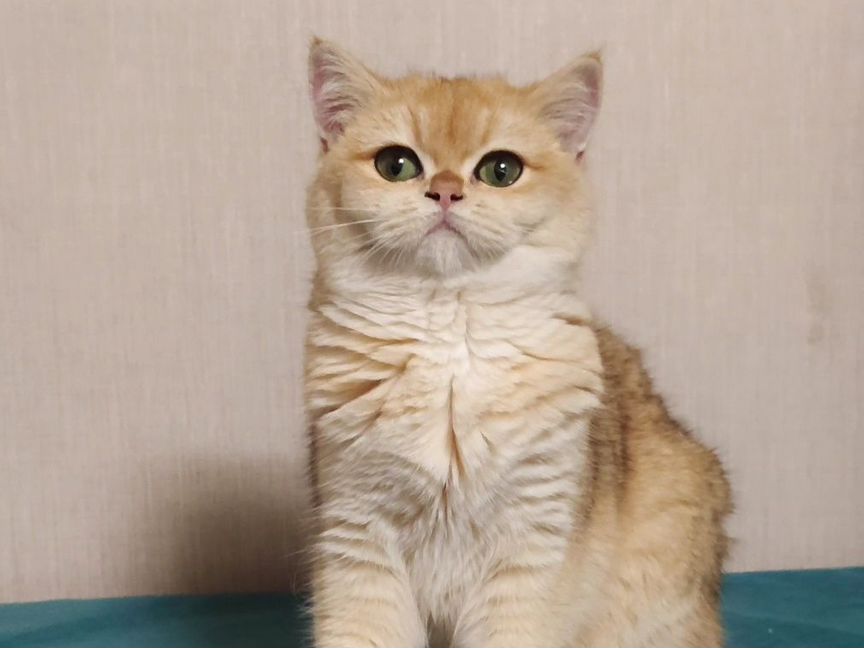Золотые шиншиллы кошки