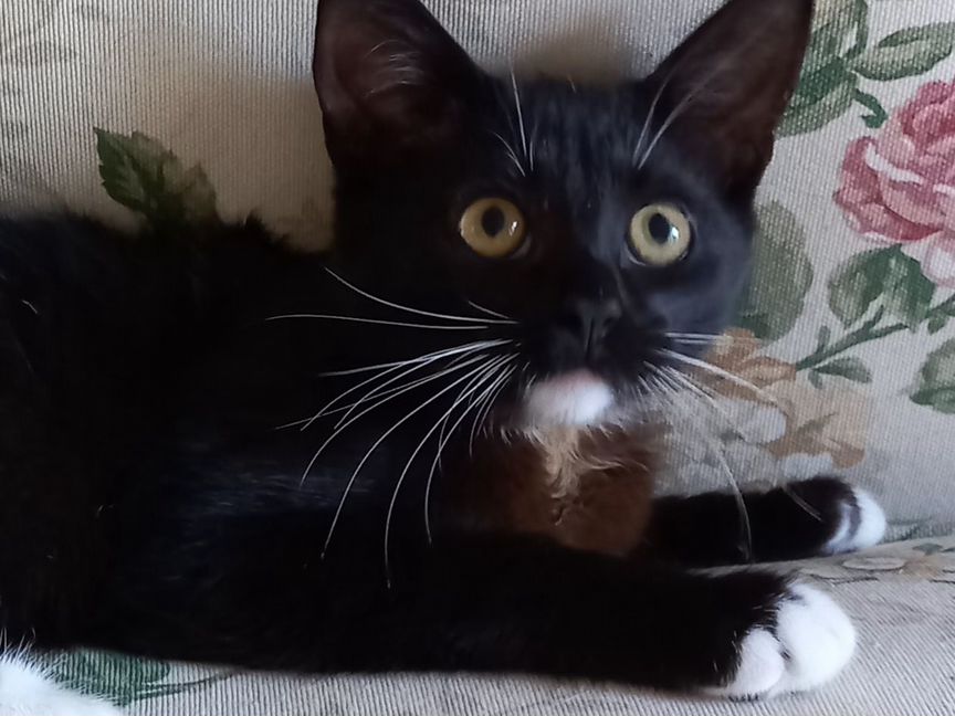 Котенок мальчик