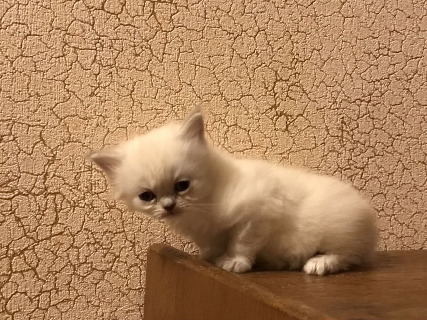 Шотландские прямоухие котята