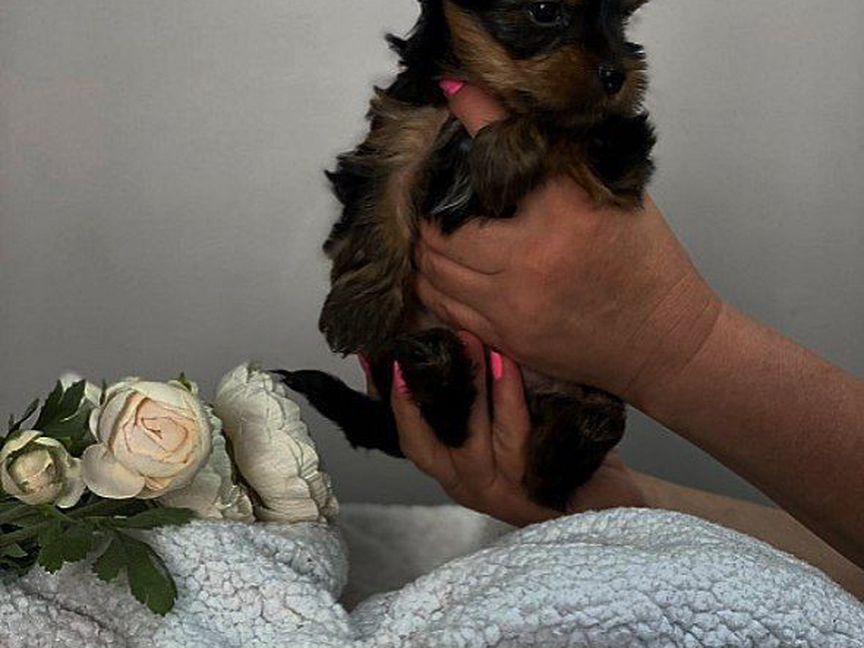 Йоркширский терьер мини