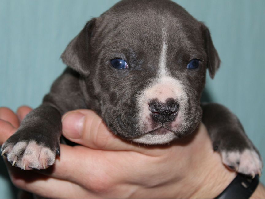 Стаффордширский терьер голубого окраса