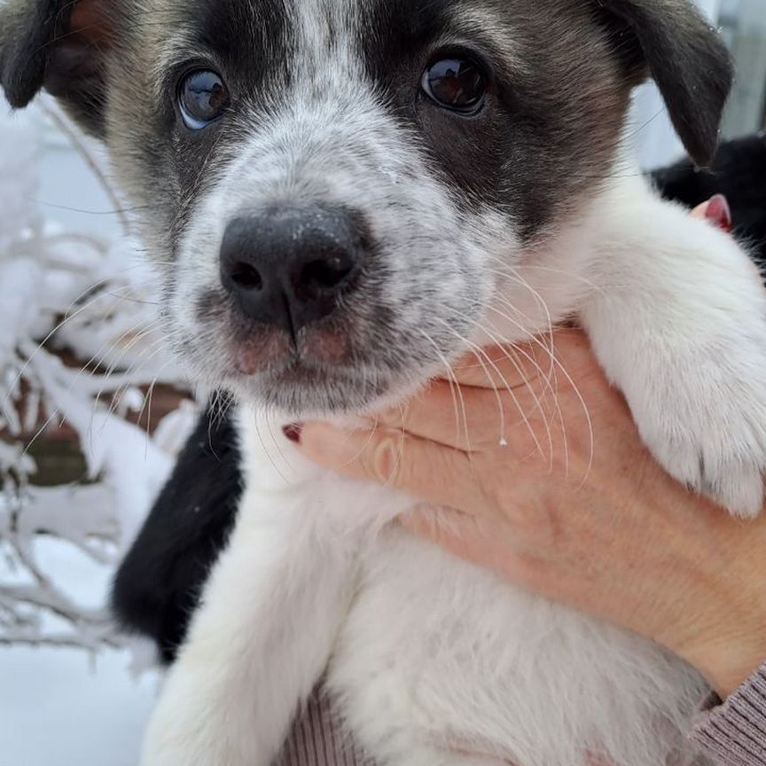 Ищем дом щенку