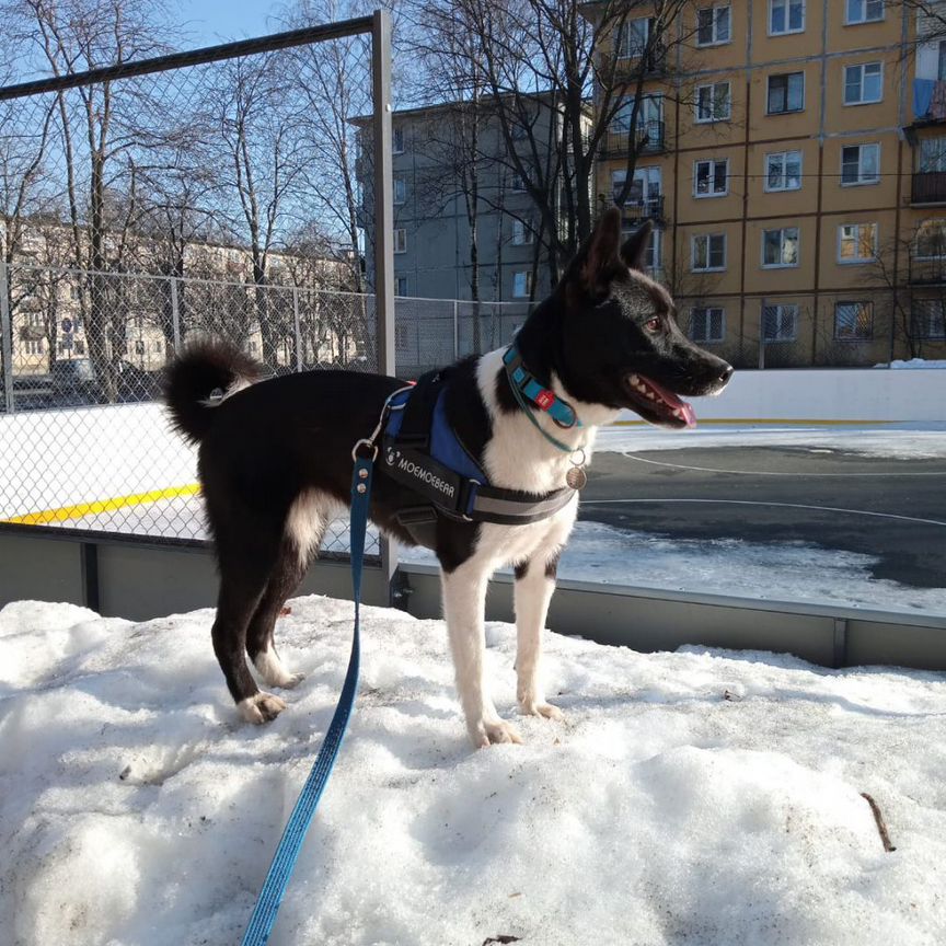 Отдам в добрые руки