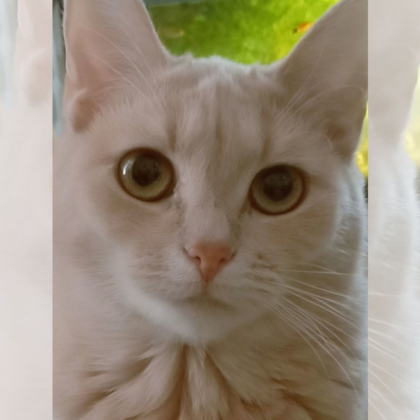 Взрослая, кошка в добрые руки