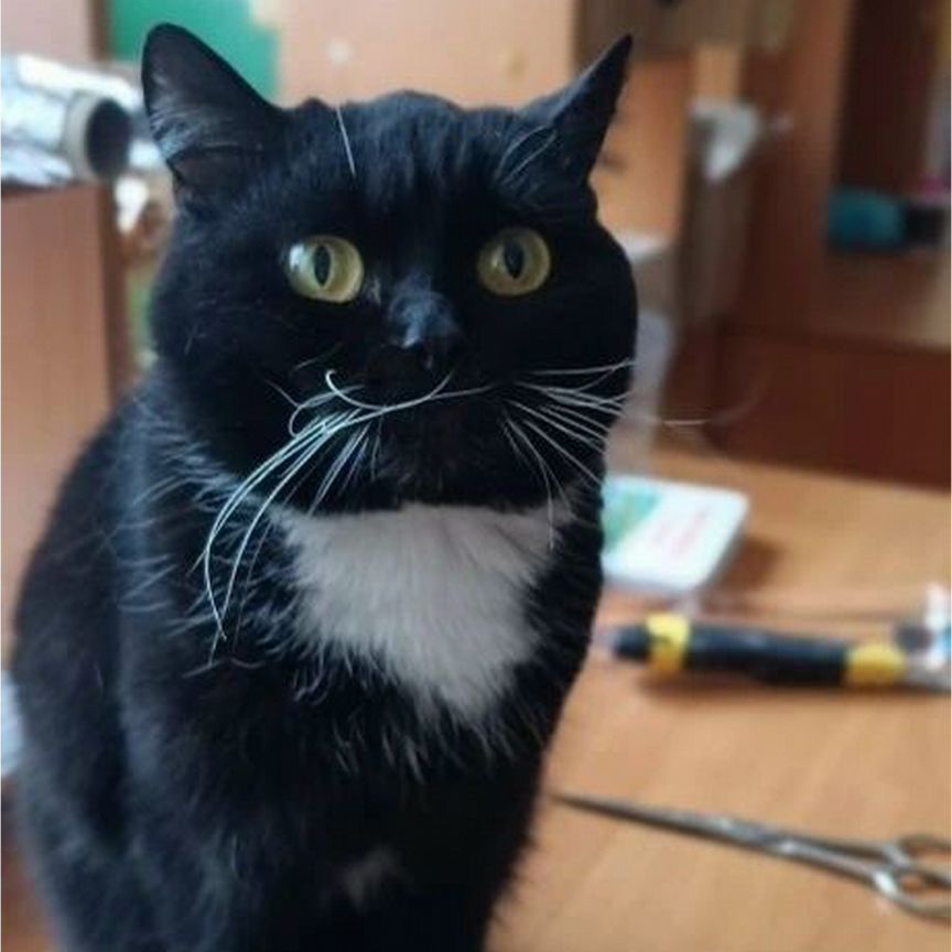 Взрослый кот в добрые руки