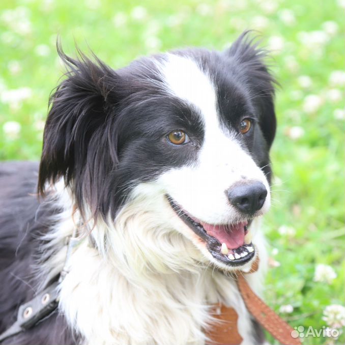 Пушок ищет дом