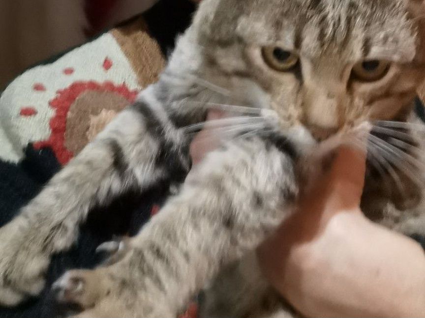 Котик до года