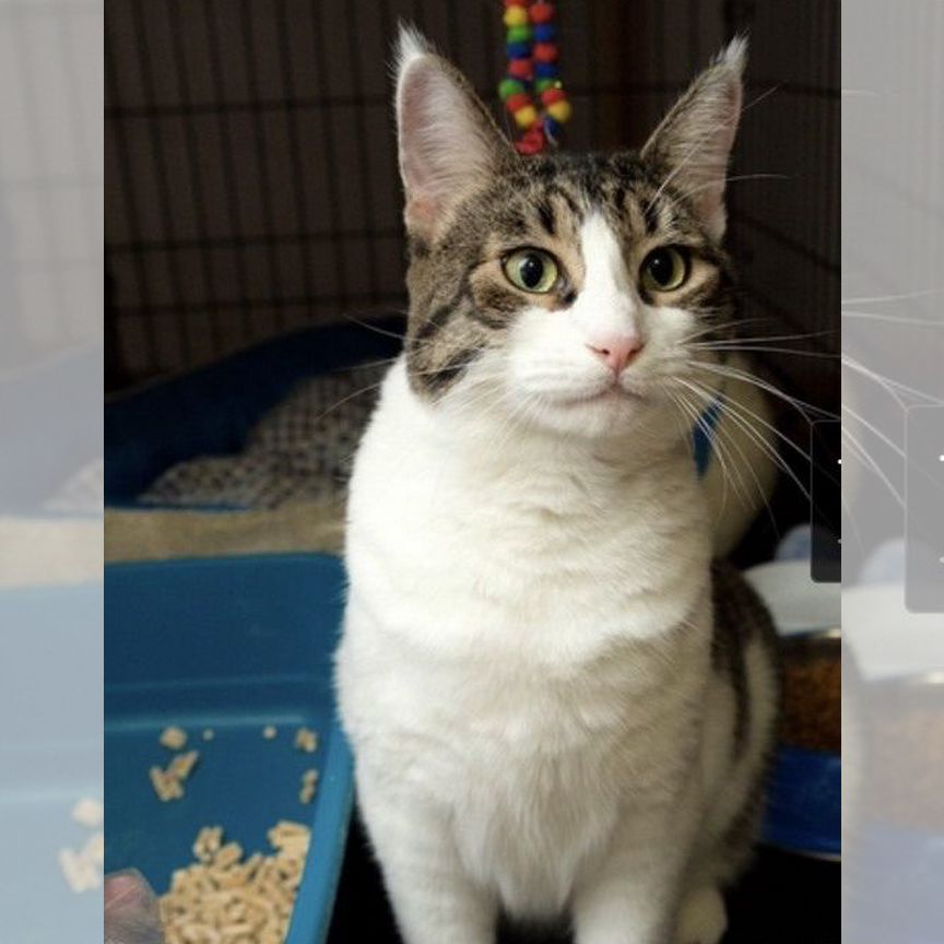 Кошечка 7 кг счастья